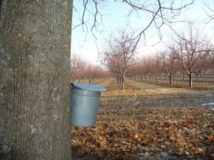 Maple Sugaring FarmCation - Hillside Homestead